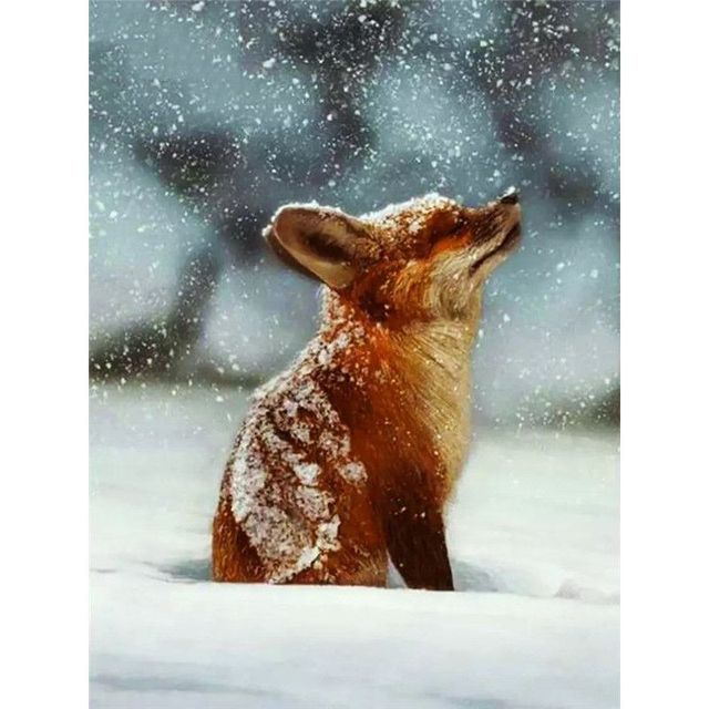 Paint By Numbers Young Fox Kit
