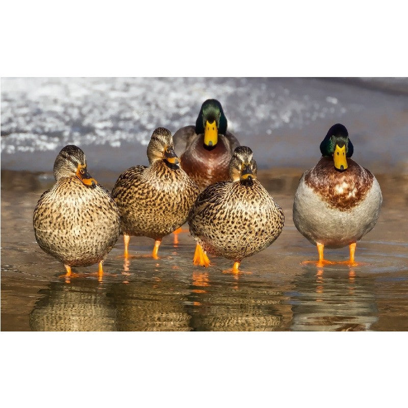 Group Of Ducks Paint By Numbers Kit