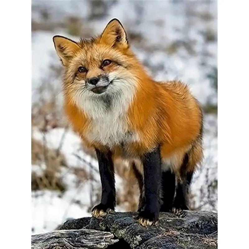 Happy Fox Paint by Numbers Kit