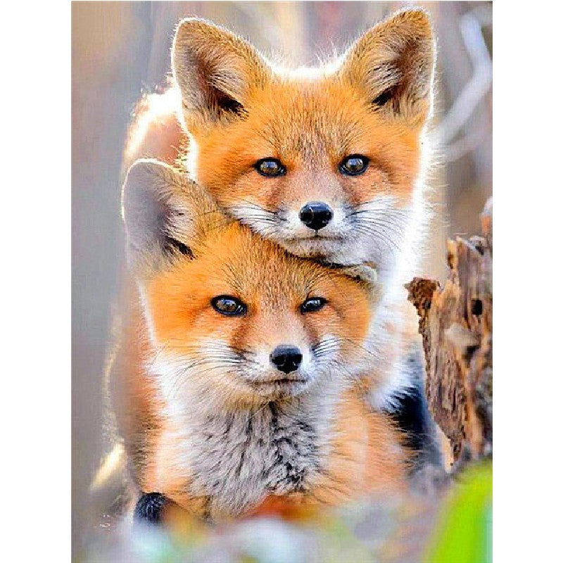 Paint By Numbers Young Foxes Kit