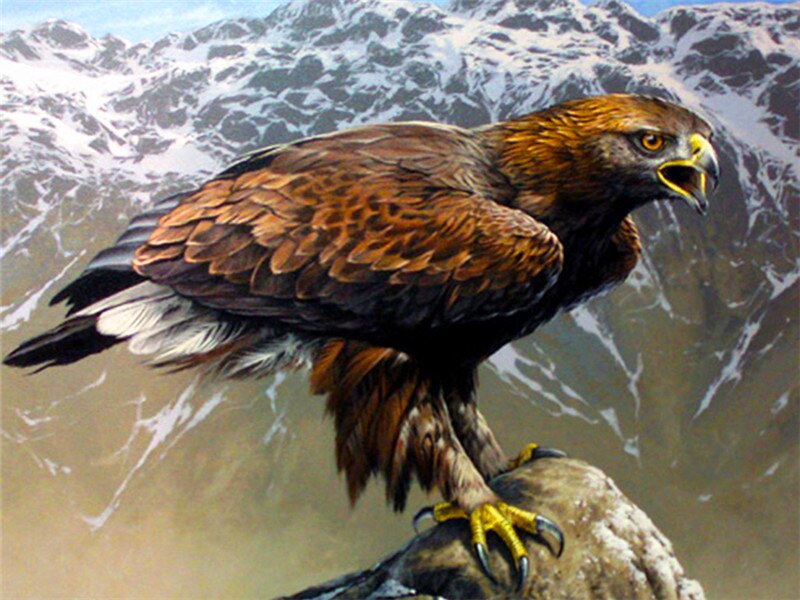 Paint By Numbers Raptor On A Rock Kit