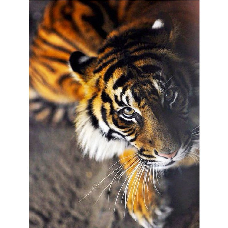 Paint By Numbers Tiger Photo Kit