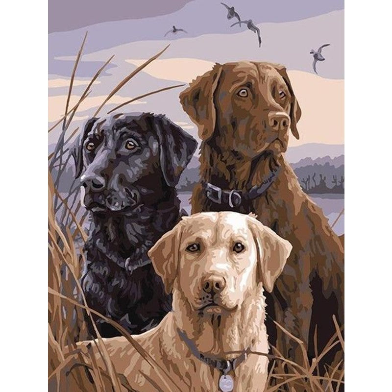 Paint By Numbers Trio Of Labrador Kit
